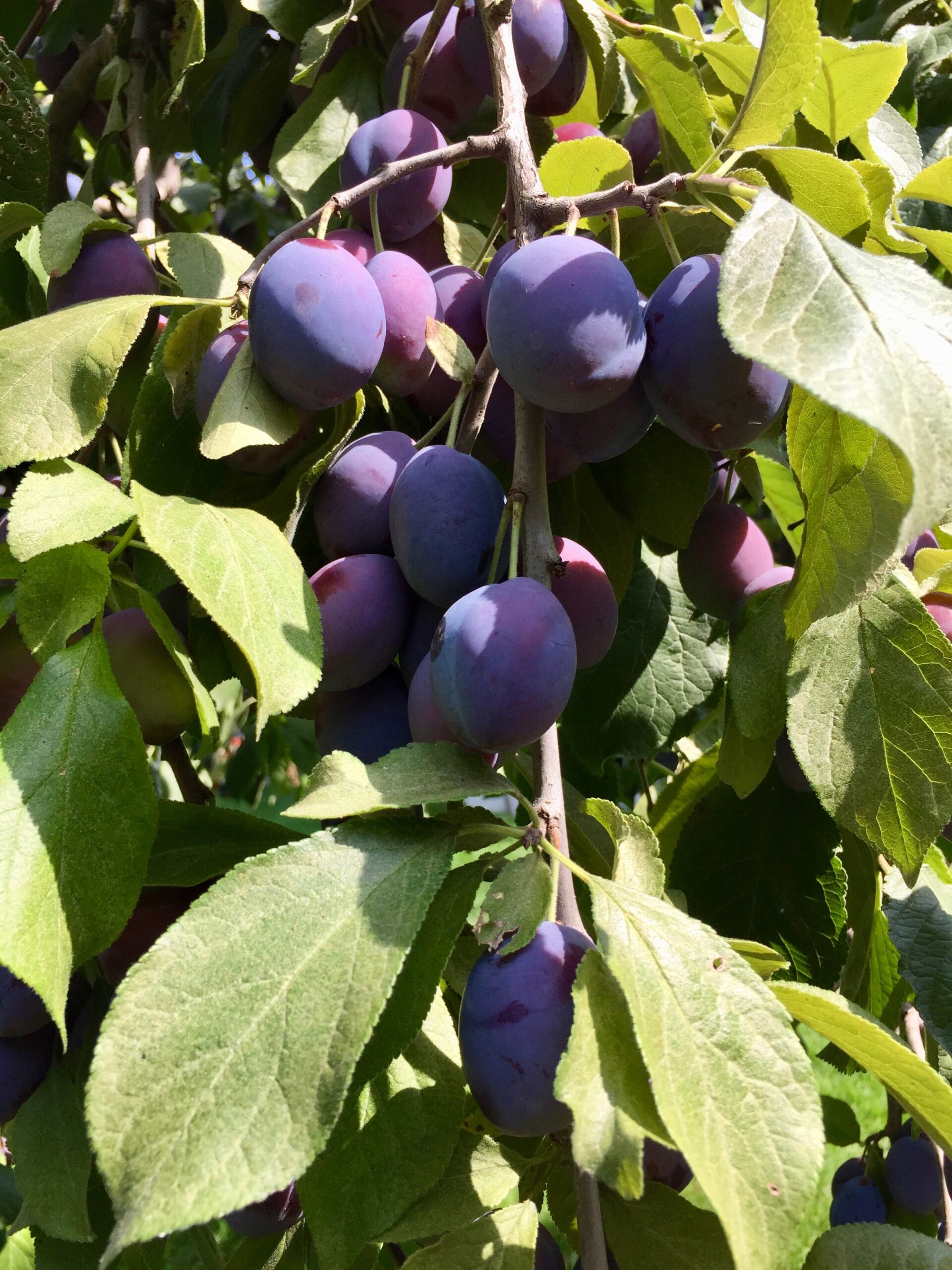 Plum cake (Kέικ με δαμάσκηνα) - Mia Kouppa, Greek recipes and more