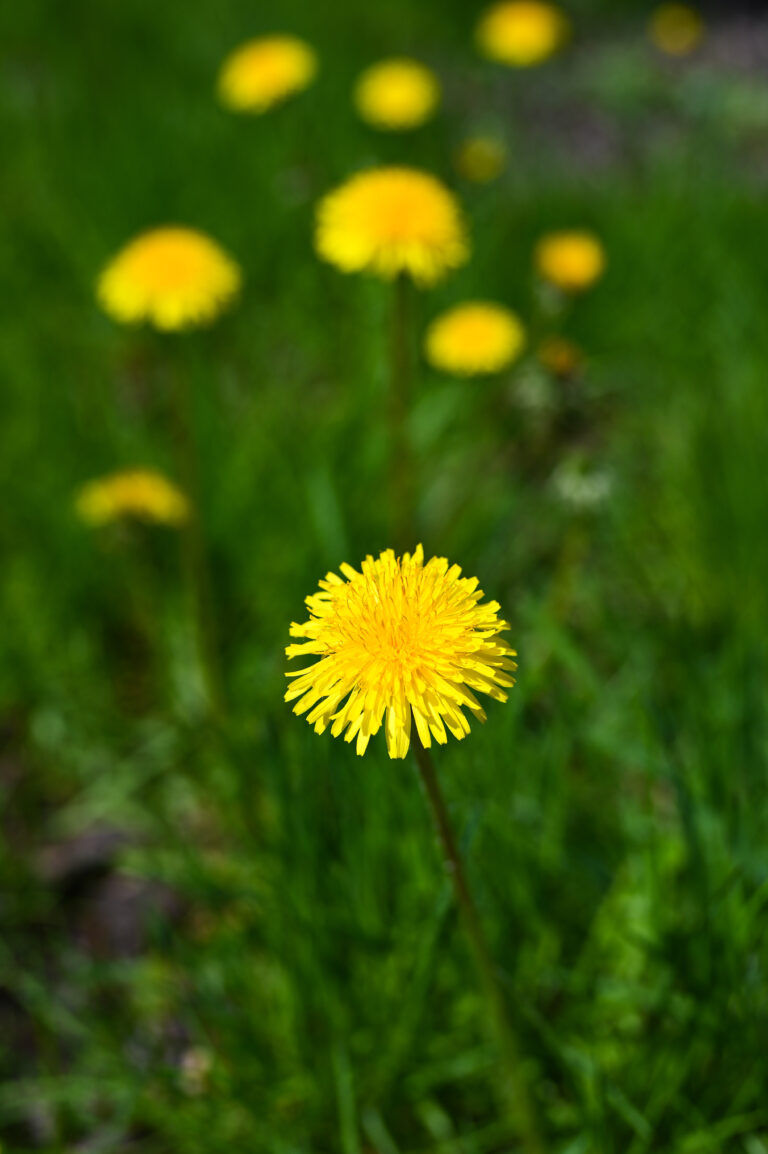 Dandelions - Mia Kouppa, Greek recipes and more
